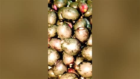 দেশি ফল জাম 😋 Youtube