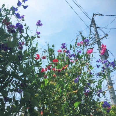 Tweets With Replies By Cherryb Sekaowalocks Twitter