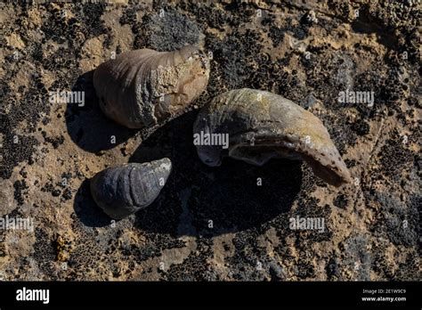 Fossil Bivalve Shell Hi Res Stock Photography And Images Alamy