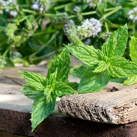 Peppermint Benefits Folklore Botany And More Traditional Medicinals
