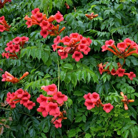 Кампсис фламенко (61 фото) » НА ДАЧЕ ФОТО