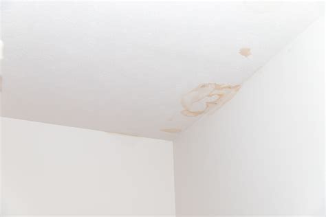 9 Signs There Are Opossums In The Attic Removal Tips Safety Concerns