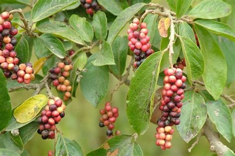 12 Edible Indigenous South African Plants Secret Africa