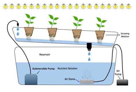 The Secrets Of How To Grow Hydroponics With Images