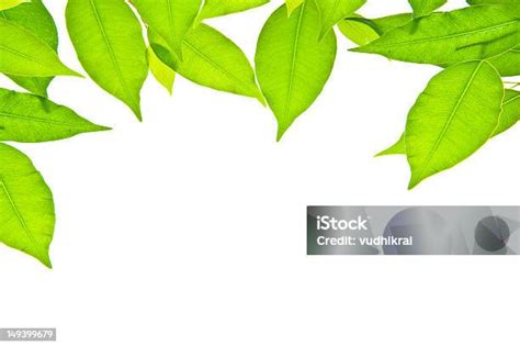 자연스럽다 녹색 잎 프레임을 인명별 위한 여백과 함께 텍스트 0명에 대한 스톡 사진 및 기타 이미지 0명 녹색 사진