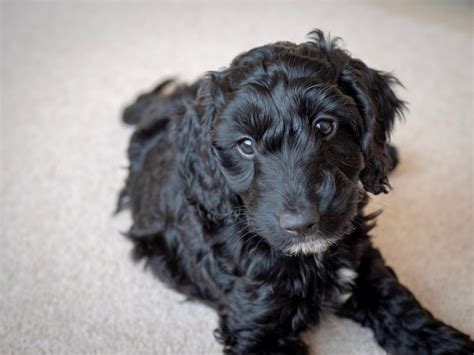 16 Majestic Cockapoo Coat Colors Explained With Pictures
