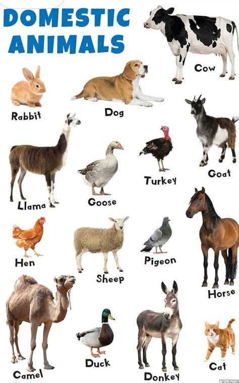 Les Animaux De La Ferme Découverte Du Monde Ecriture Etude De La Langue