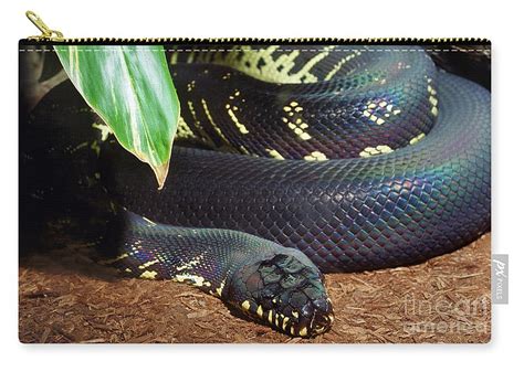 Boelen Python