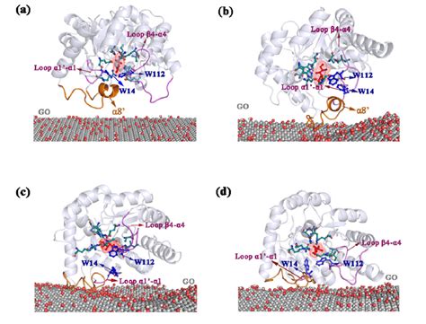 Adsorption Process Of Enzyme On Go At 60 °c The Representative