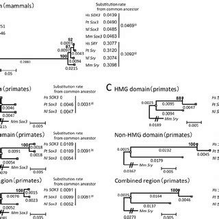 Exon Intron Structures Of Dmrt Orthologues And Its Paralogous