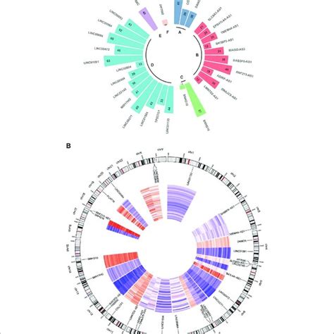 Lncrna Function And Distribution In Every Chromosome A Circular Download Scientific