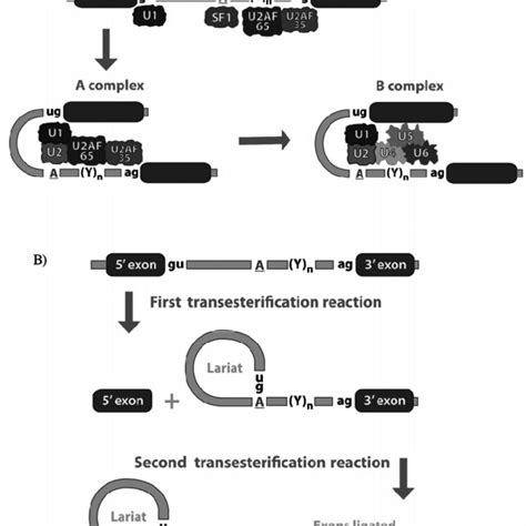 Alternative Splicing Patterns Exon Skipping Or Inclusion Download Scientific Diagram