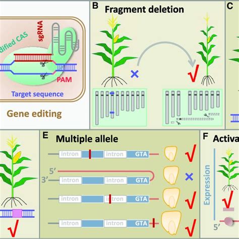 Pdf De Novo Domestication An Alternative Route Toward New Crops For