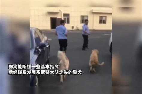 民警出警带回两条“跟屁虫”，武警：是走丢的真警犬跟屁虫警犬