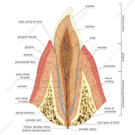 Structure Of Incisor Tooth Artwork Stock Image C0212396 Science