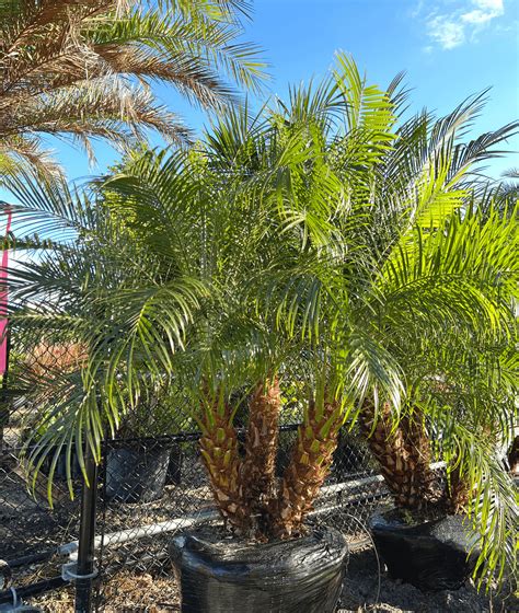Pygmy Date Palm Trees Compact Tropical Tree For Your Home