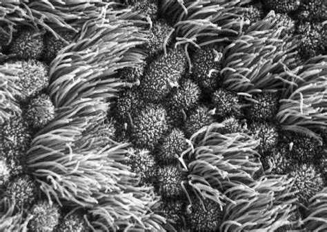 Ciliated Epithelial Cell Microscope Nasal Epithelium The