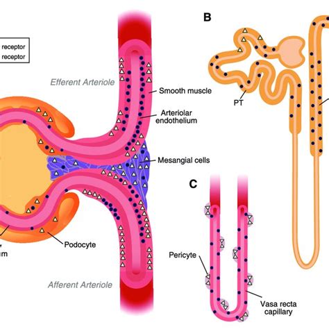Glomerular Filtration Barrier Function At Sara Gardner Blog
