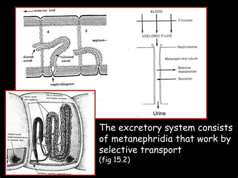 Oligocheta Ali Plant Botany And Biodiversitypptx