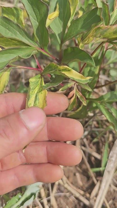 잎 변색 작약 Youtube