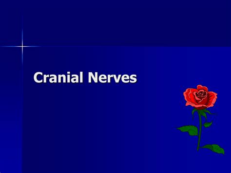 Cranial Nervesppt Anatomy And Physiology Ppt Death Injury Or