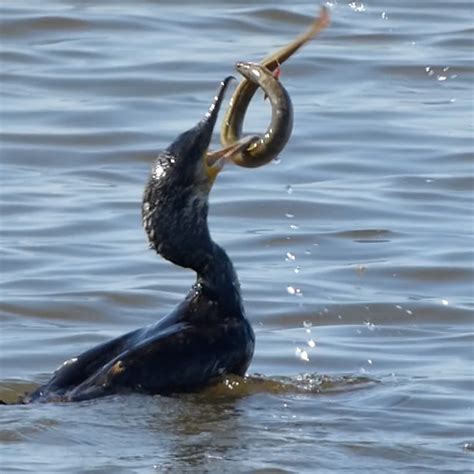 Aalscholver Verorbert Paling Zelf Geschoten Vroege Vogels Bnnvara