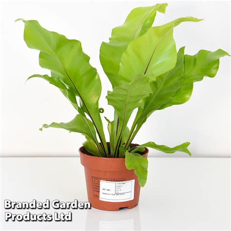 Asplenium Nidus Suttons