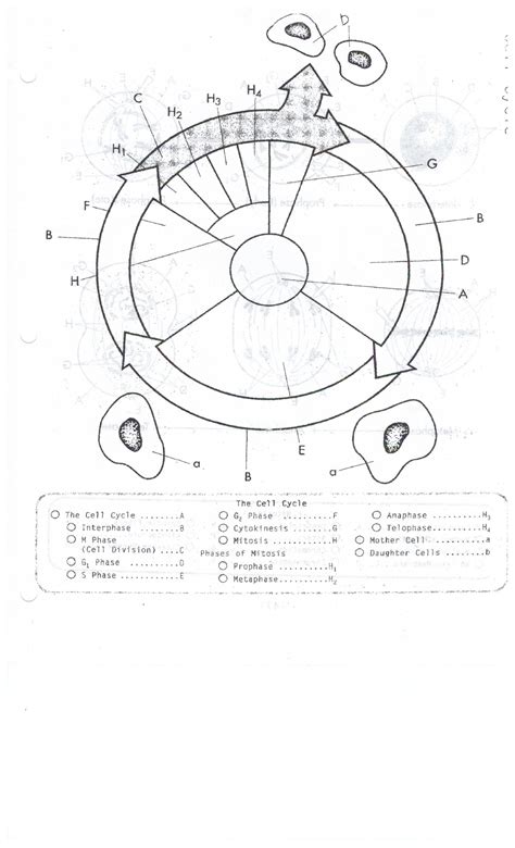 Cell Cycle Labeling Worksheet Answers — Db