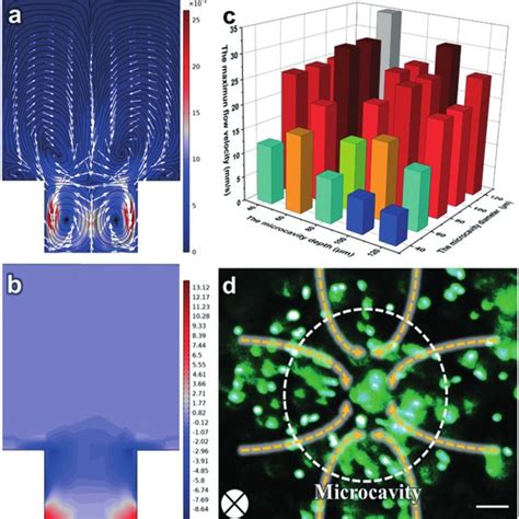 Label Free Ctc Isolation By Acoustic Streaming In A Microfluidic Chip Download Scientific