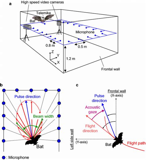 Bat Echolocation Recordings At Arlene Knoll Blog