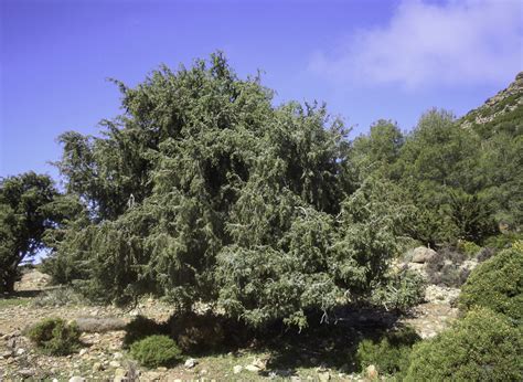 Juniperus Oxycedrus Plant Biodiversity Of South Western Morocco