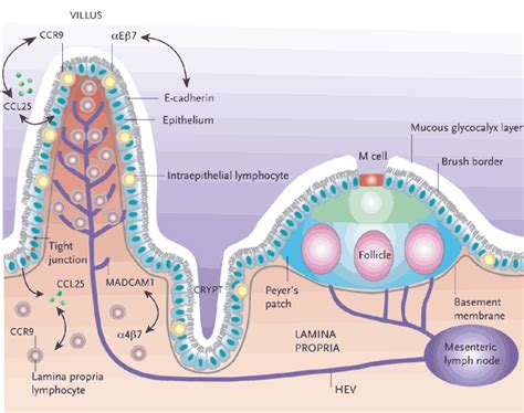 Mucosa Associated Lymphoid Tissue