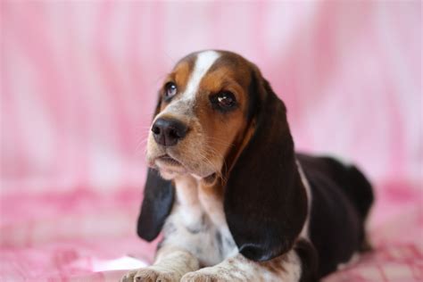 Miniature Basset Hound