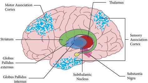 Filecortical Surface With An Overlay Of The Basal Ganglia And Thalamus