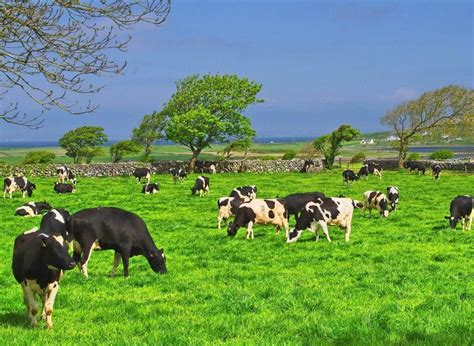 Detection Of Open Cows By Color Flow Doppler Ultrasound