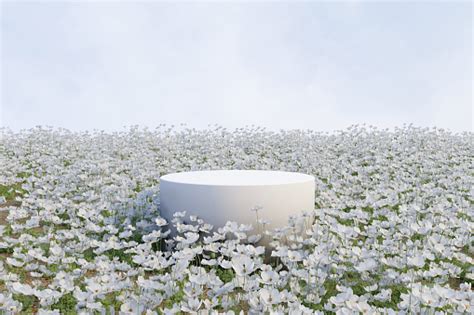 3d 렌더링 플랫폼 및 자연 봄 배경 흰색 코스모스 꽃과 잔디 필드에 흰색 연단 제품 스탠드 디스플레이 광고 모형 또는 기타 등등 3차원 형태에 대한 스톡 사진 및 기타