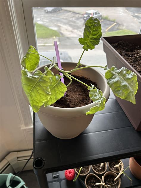 Growing Broccoli Indoors Rgardening