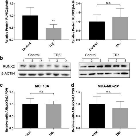 Trβ And Not Trα Represses Runx2 A Transient Transfection Into