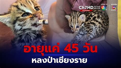 ข่าวแมวดาวเชียงรายหลงป่า อายุแค่ 45 วัน เจ้าหน้าที่เร่งอนุบาล