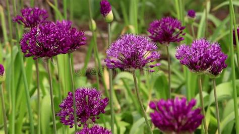 Purple Allium Flowers Blooming In Garden Stock Video Video Of