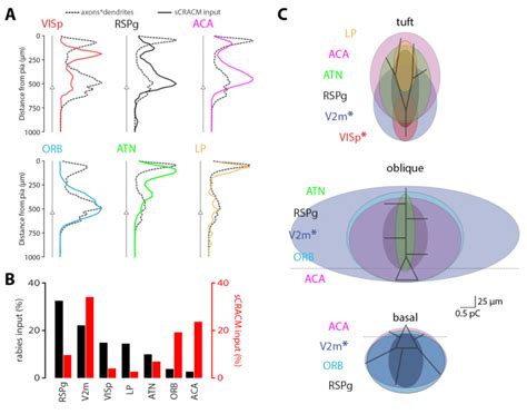 Comparing Different Input Maps A Axonal Density Distribution