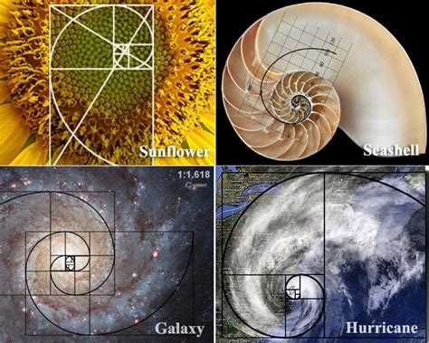 All Circular Forms In The Universe Are Based On The Fibonacci Numbers