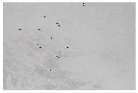 Deepforest Esa Stats Seminar January 2025 — Deepforest 1 5 2 Documentation