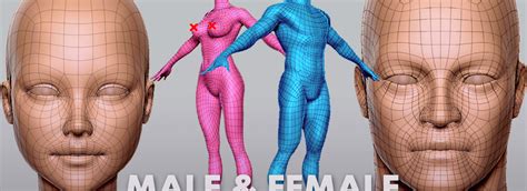 Male Female BaseMesh Topology FlippedNormals