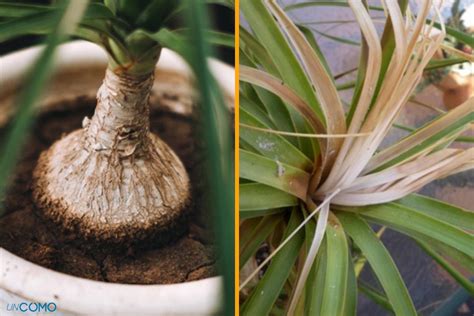 Cómo Revivir Una Planta Pata De Elefante Consejos