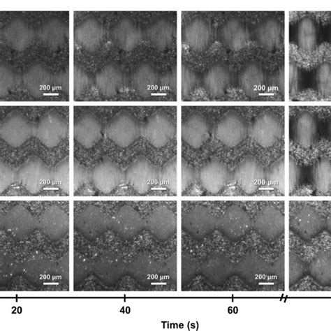 Interdigitated Microelectrodes Pairs And Electric Field Distribution At