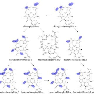 Pdf A Review Of Bacteriochlorophyllides Chemical Structures And