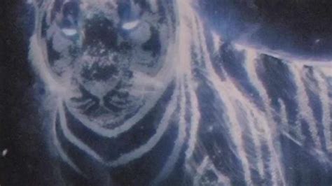 강릉 아르떼뮤지엄 자연을 품은 빛의 예술 네이버 Tv