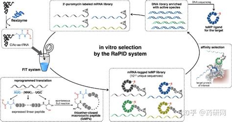 Peptidream：从电吉他到多肽梦工厂 知乎