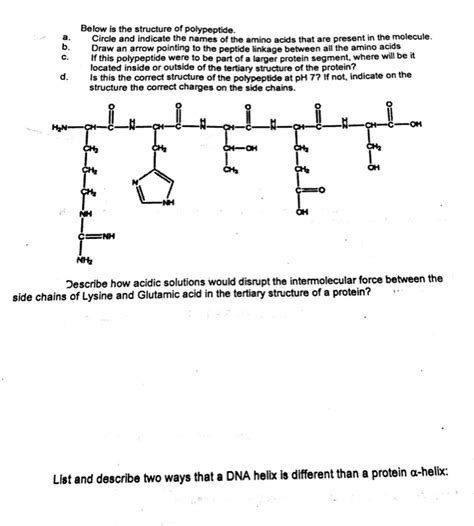 Below The Structure Of Polypeptide Circle And Indicate The Names Of The Amino Acids That Are